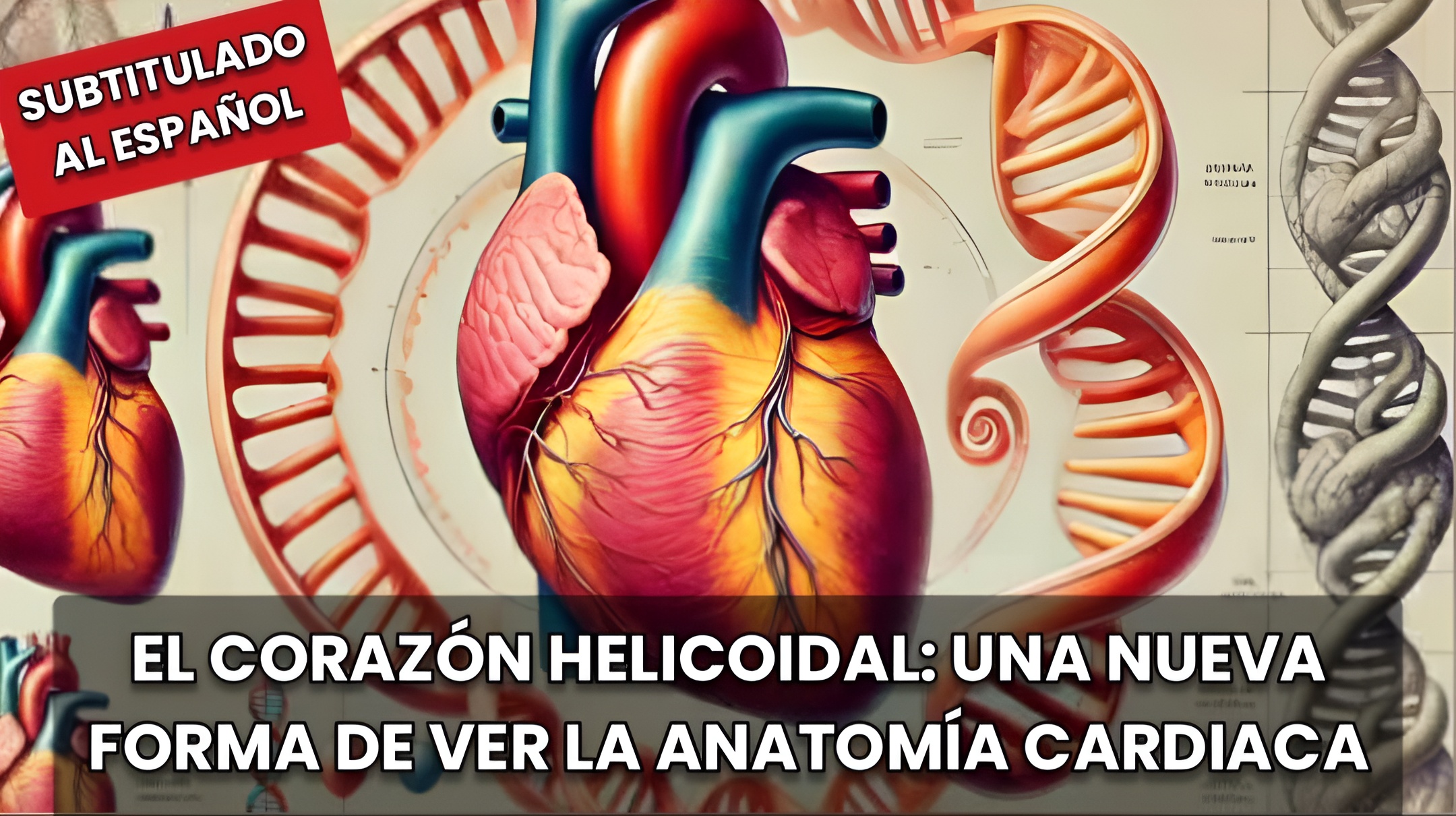 El corazón helicoidal: Nueva forma de ver la anatomía cardíaca – El ...